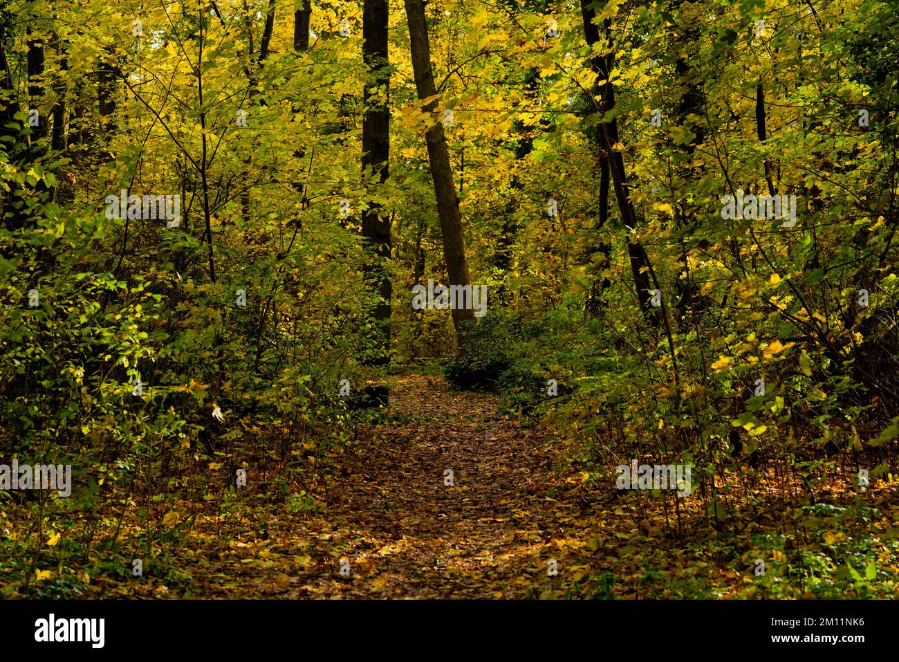 Piccolo sentiero escursionistico stretto in un bosco di latifoglie in ...