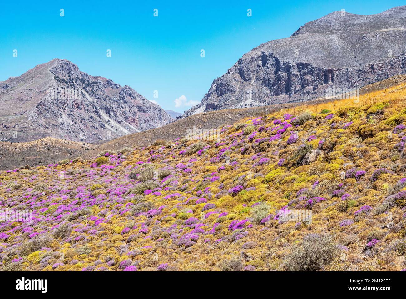 Cespugli di timo selvatico in fiore immagini e fotografie stock ad alta ...