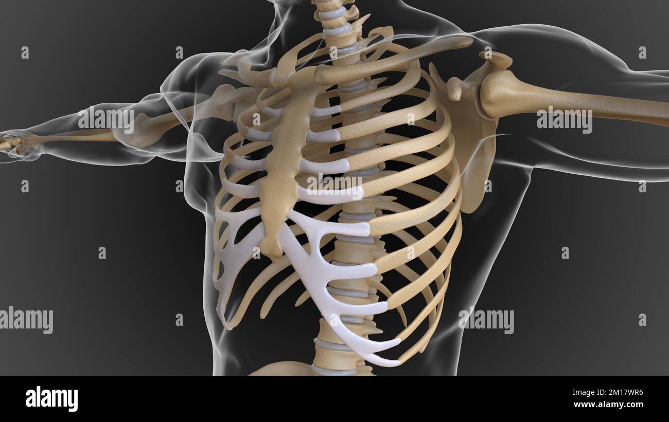 Partes de la columna vertebral anatomia immagini e fotografie stock ad ...