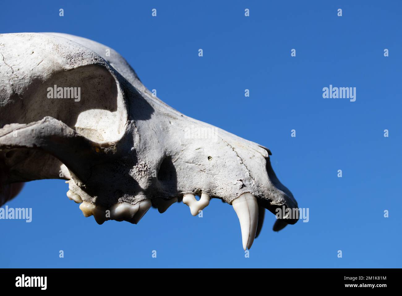 Carnivoro del cranio animale immagini e fotografie stock ad alta ...
