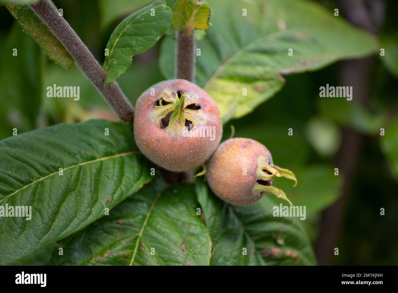 Frutto di nespolo immagini e fotografie stock ad alta risoluzione - Alamy