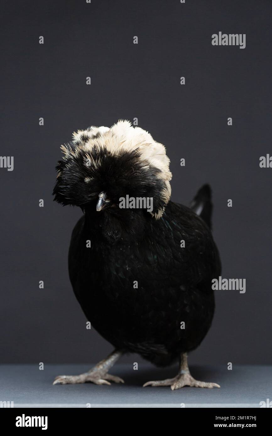 Gallina di pollo nero immagini e fotografie stock ad alta risoluzione ...