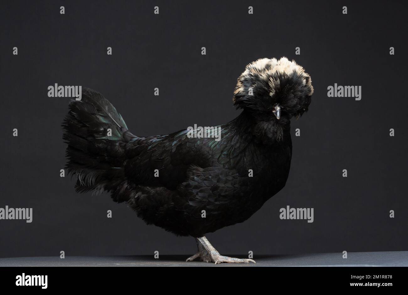 Gallina di pollo nero immagini e fotografie stock ad alta risoluzione ...