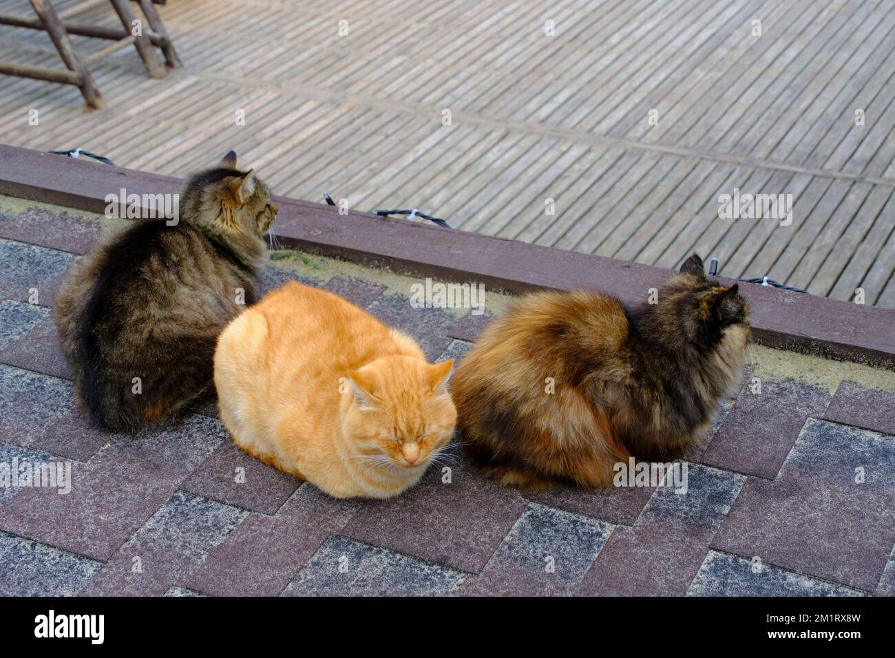 Gatti uno accanto all'altro immagini e fotografie stock ad alta ...