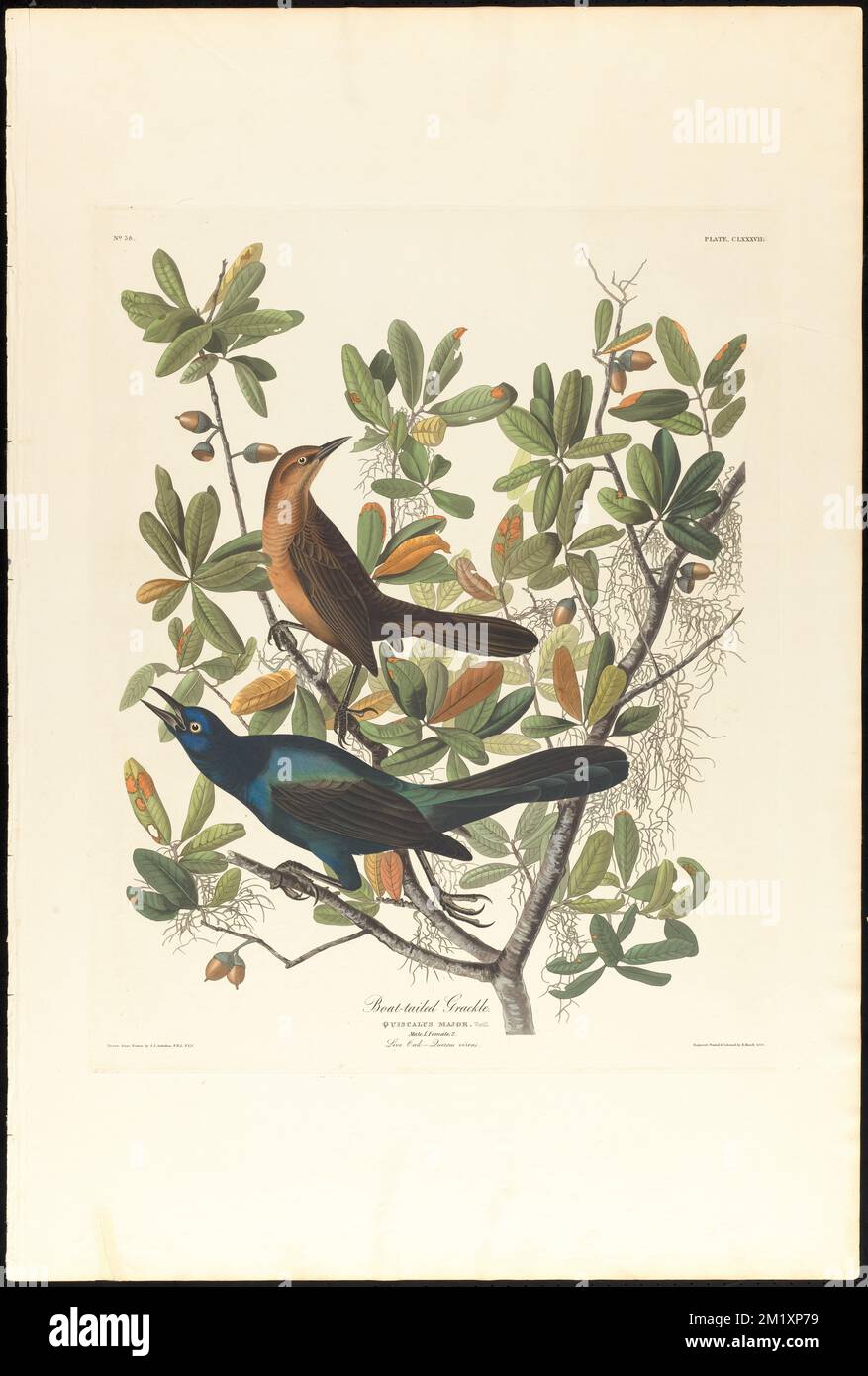 Quercus virens immagini e fotografie stock ad alta risoluzione - Alamy