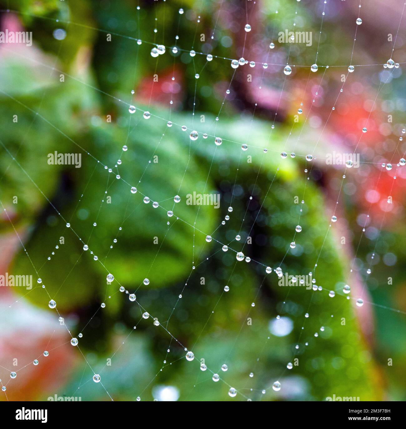 Rugiada del mattino immagini e fotografie stock ad alta risoluzione - Alamy