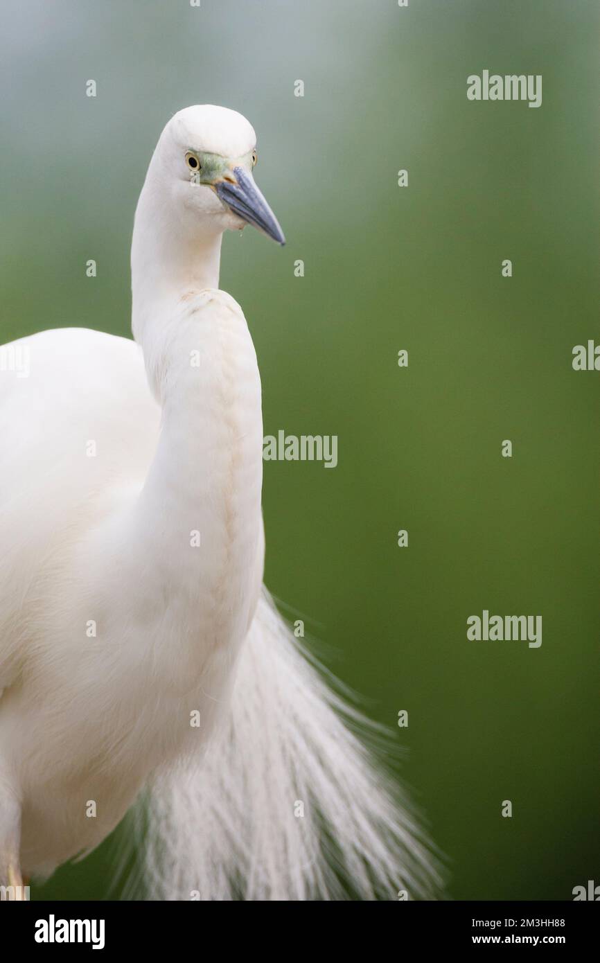 Grote zilverreiger immagini e fotografie stock ad alta risoluzione - Alamy