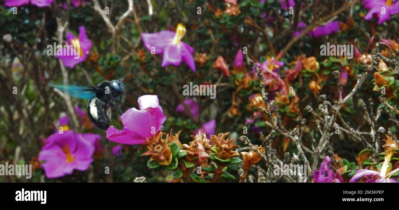 Patana bagnata immagini e fotografie stock ad alta risoluzione - Alamy