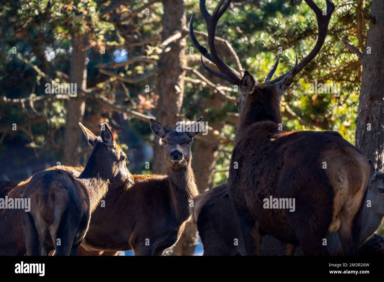 Parco danimals immagini e fotografie stock ad alta risoluzione - Alamy