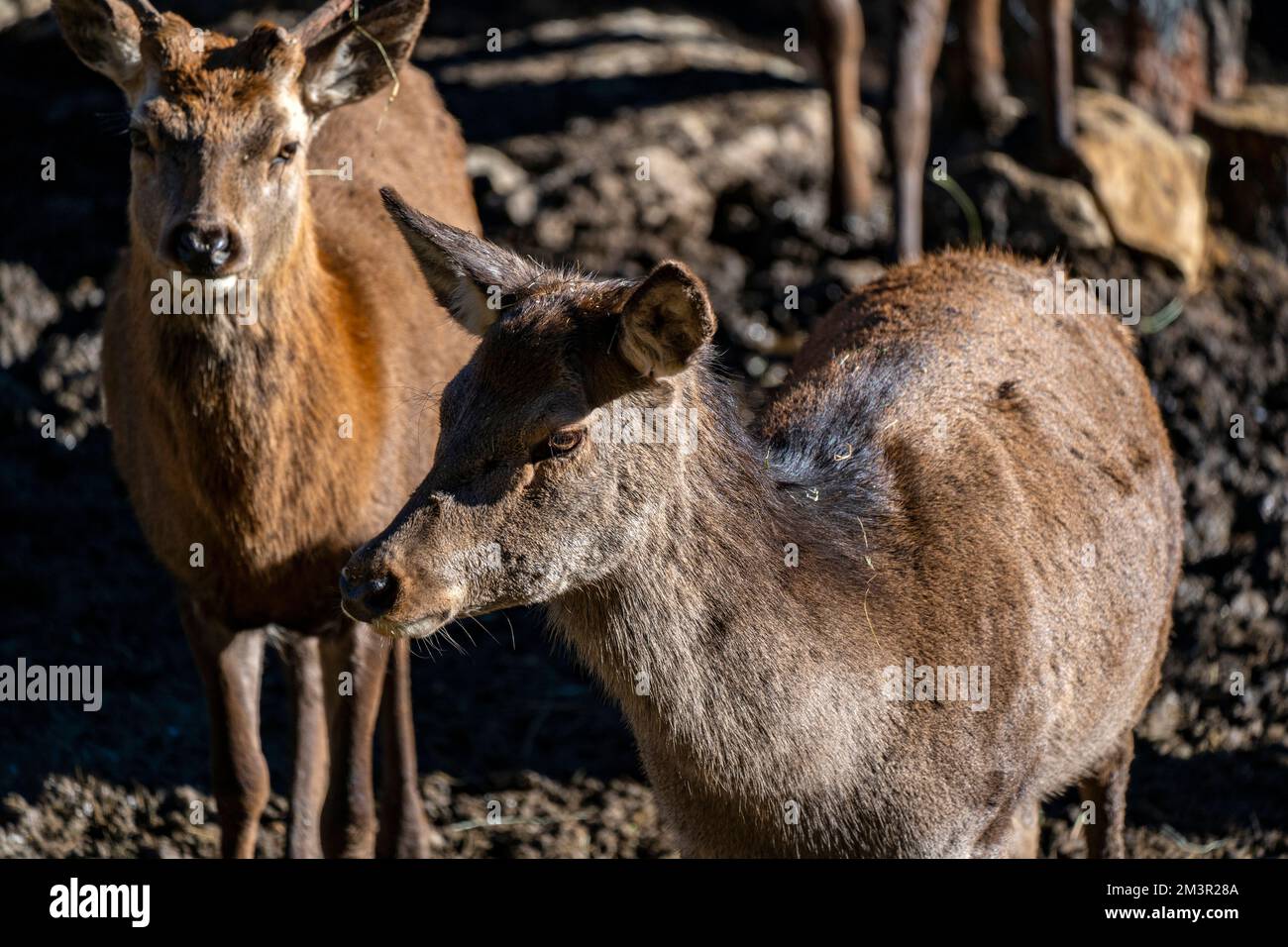 Parco danimals immagini e fotografie stock ad alta risoluzione - Alamy