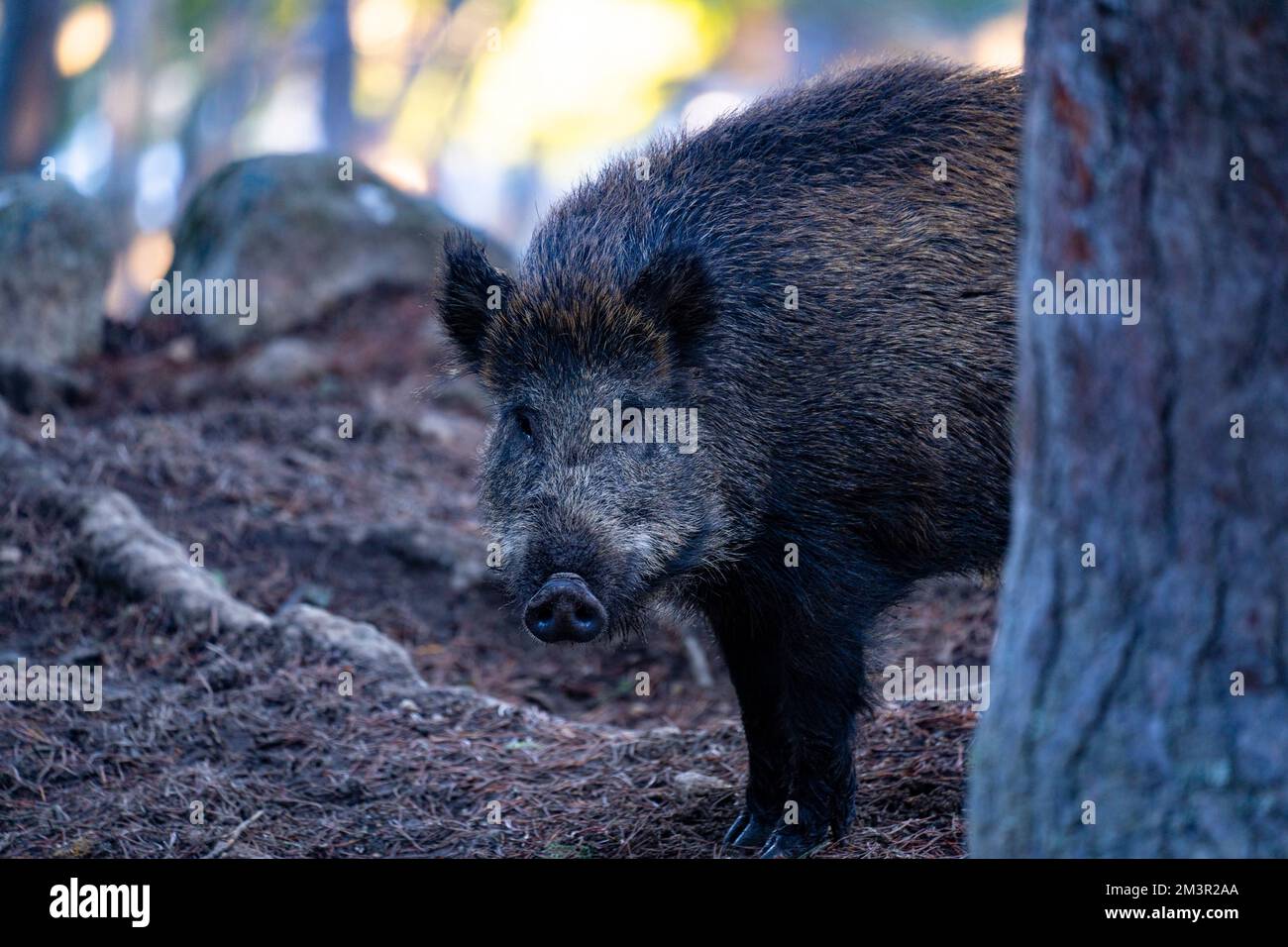 Cinghiale, sanglier, Sus scrofa, porco senglar. Parc Animalier - Parco ...