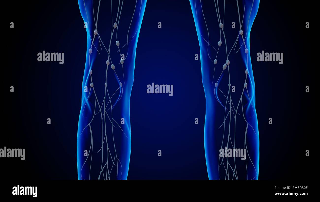 Anatomia dei linfonodi umani per l'illustrazione del concetto medico 3D ...