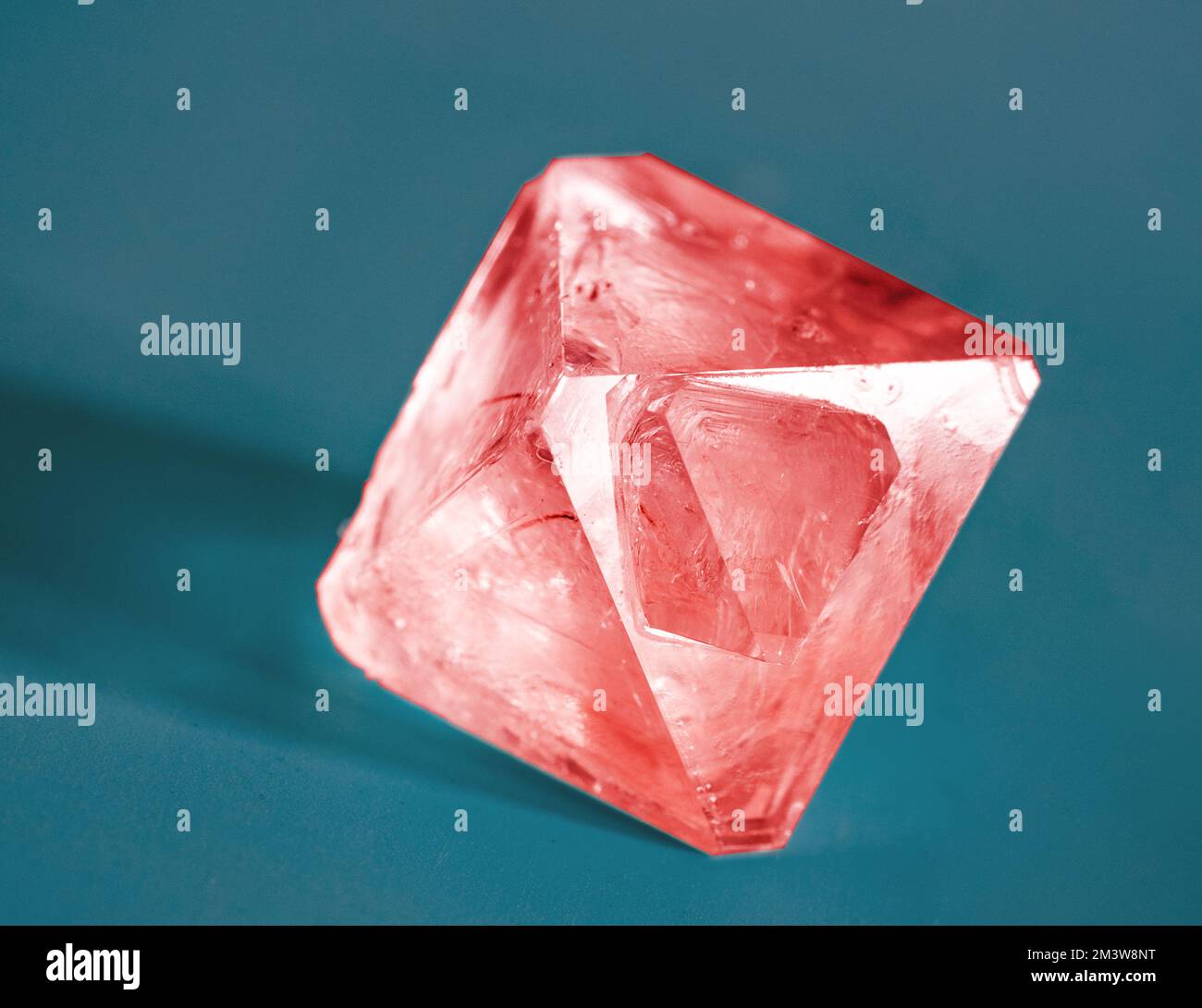 Spinello rosso immagini e fotografie stock ad alta risoluzione - Alamy