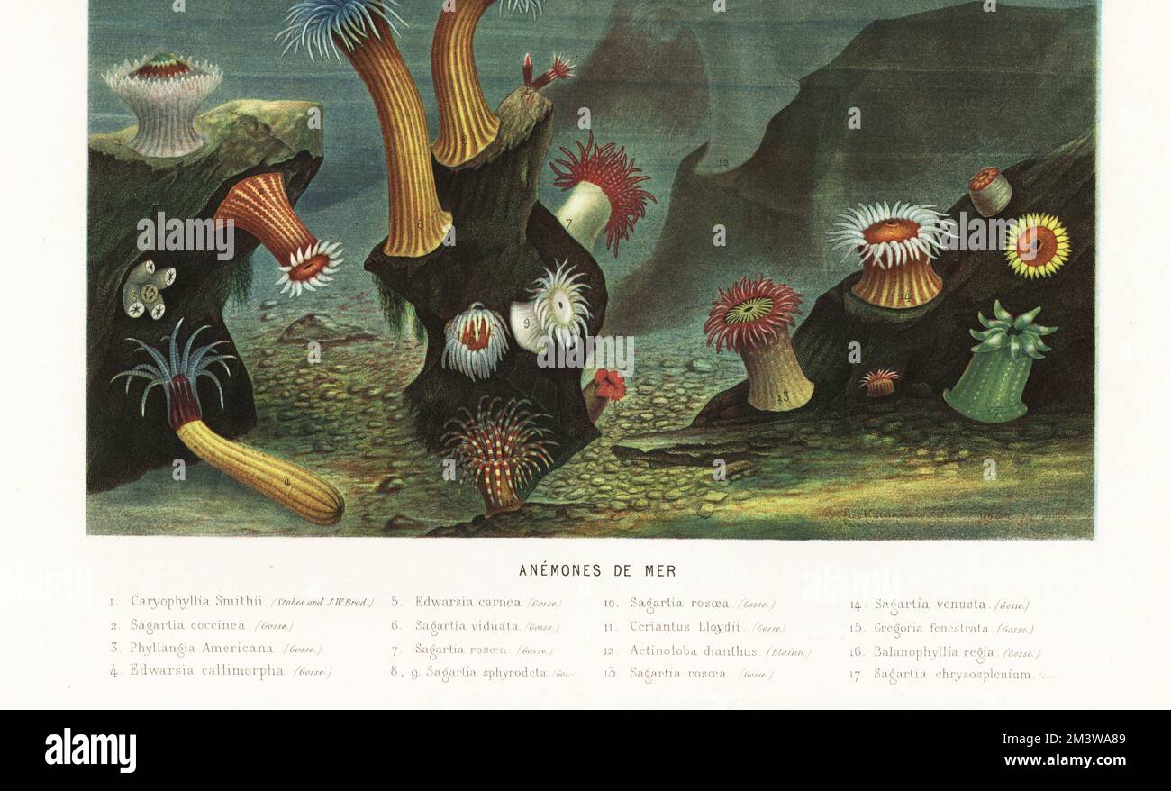 Edwardsia callimorpha immagini e fotografie stock ad alta risoluzione ...