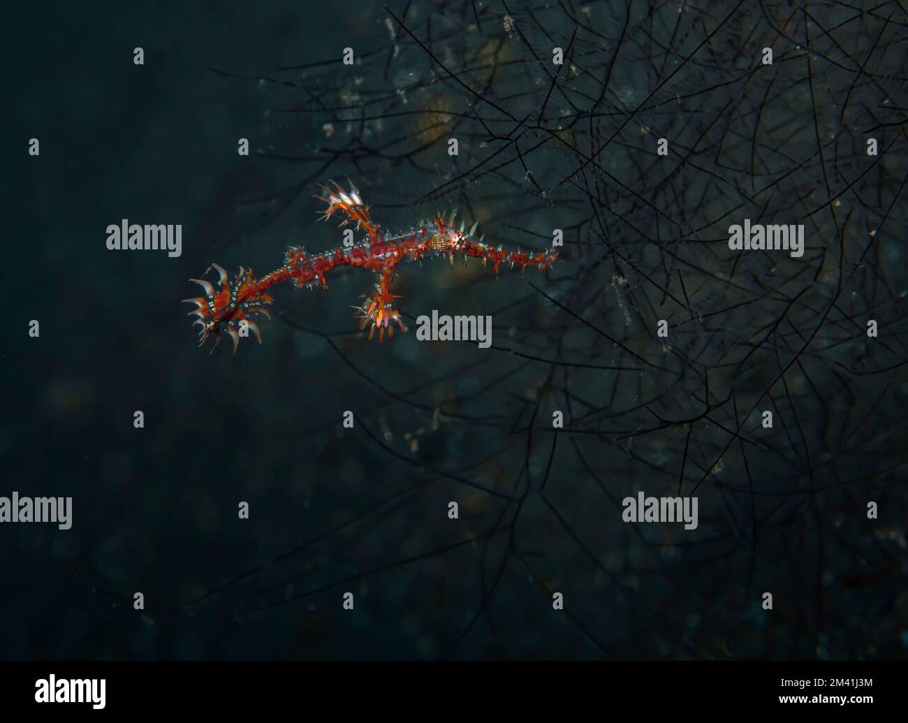 Pesce pipa fantasma arlecchino sulla barriera corallina immagini e ...