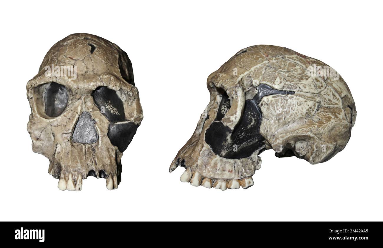 Homo habilis skull immagini e fotografie stock ad alta risoluzione - Alamy