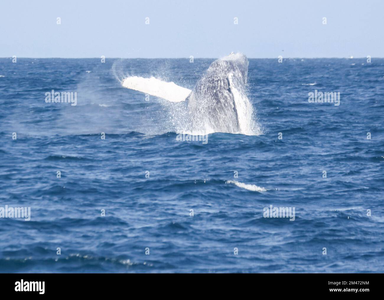 Migrare dal mare immagini e fotografie stock ad alta risoluzione - Alamy