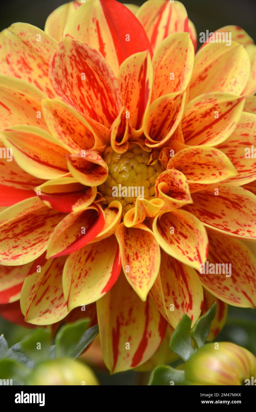 Dalia kelly immagini e fotografie stock ad alta risoluzione - Alamy