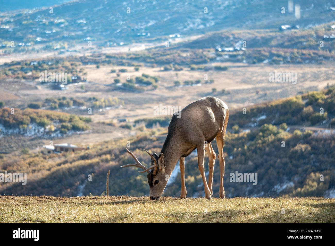Cervi rossi che camminano nel bosco immagini e fotografie stock ad alta ...
