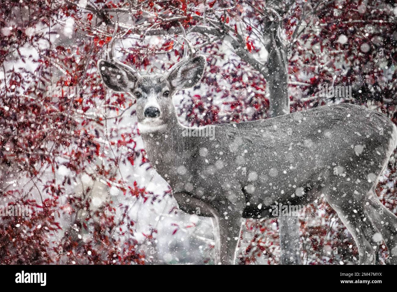 Fari di cervo immagini e fotografie stock ad alta risoluzione - Alamy