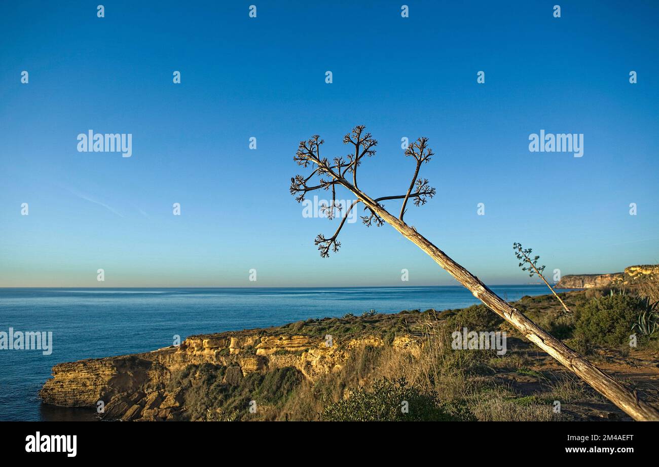 Scogliere di cama da vaca immagini e fotografie stock ad alta ...