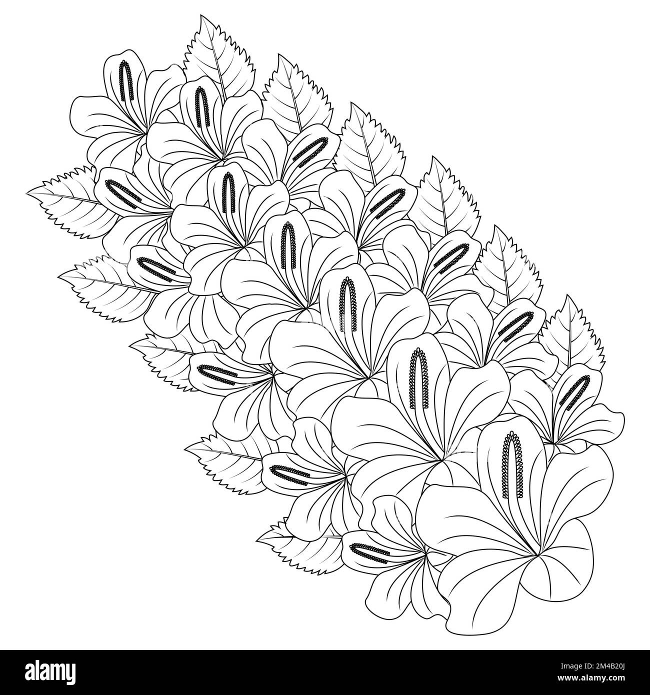 Hibiscus sabdariffa Foto e Immagini Stock in Bianco e Nero - Alamy