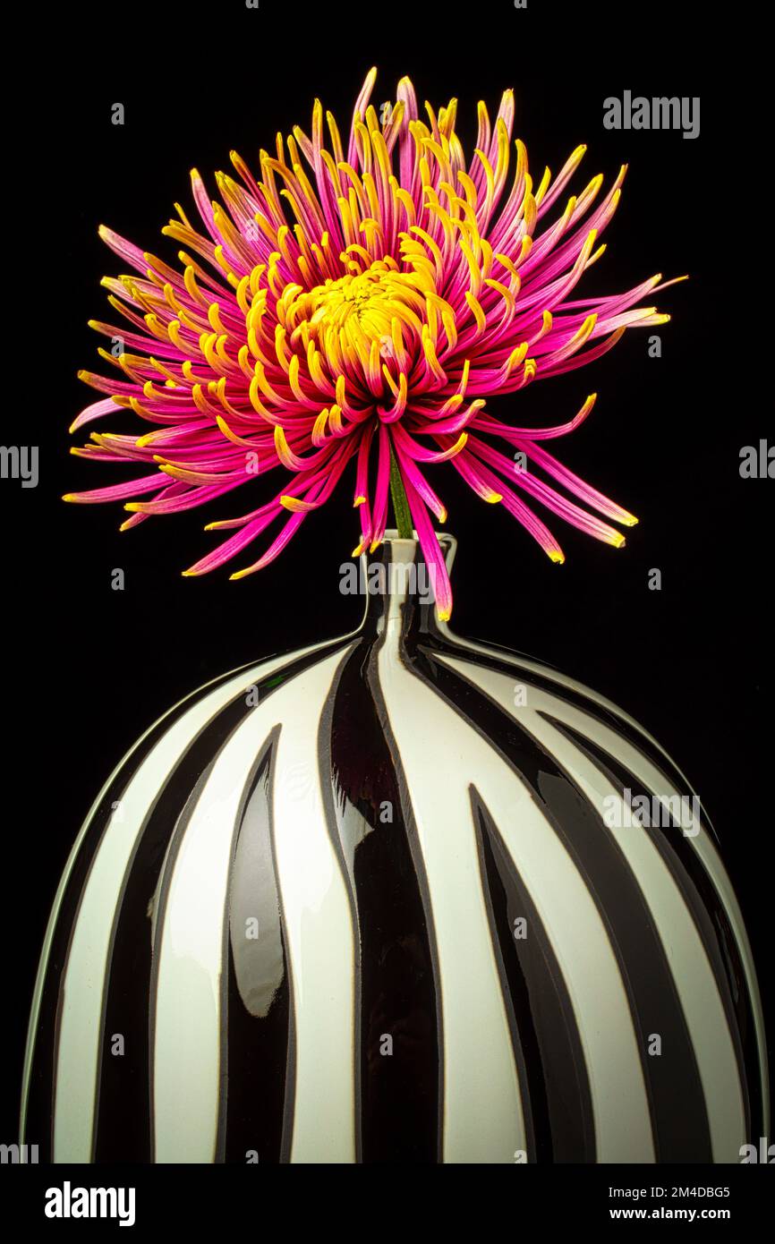 Spider chrysanthemum yellow flower immagini e fotografie stock ad alta ...