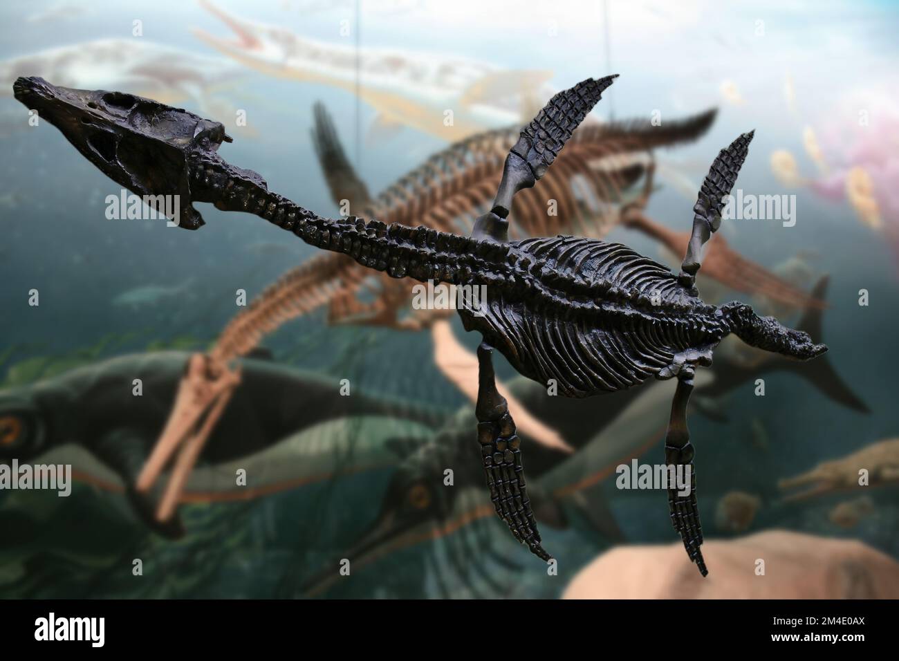 Dinosauro plesiosauro immagini e fotografie stock ad alta risoluzione ...