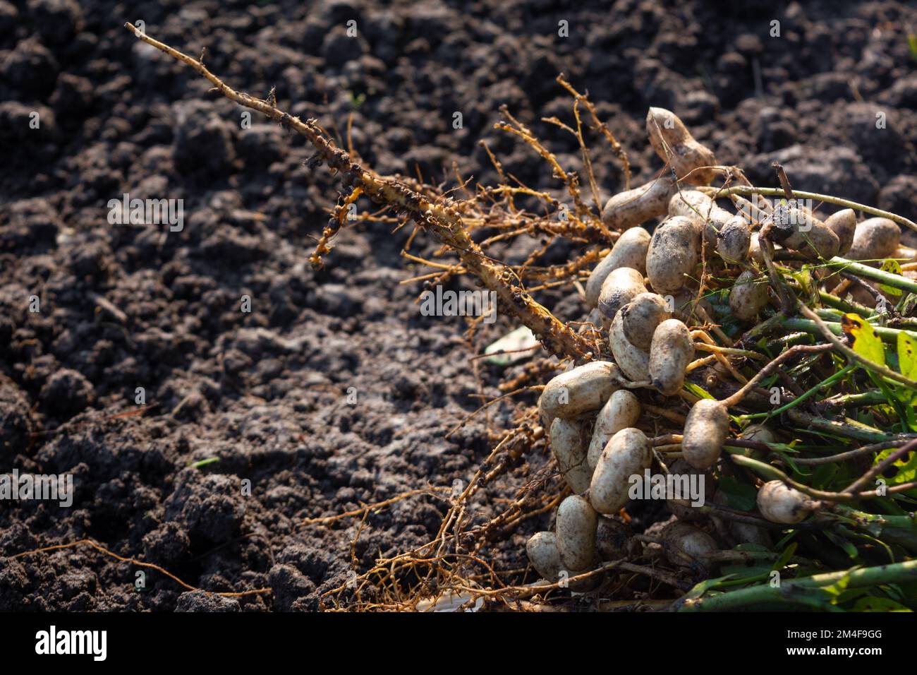 Pianta di arachidi immagini e fotografie stock ad alta risoluzione - Alamy