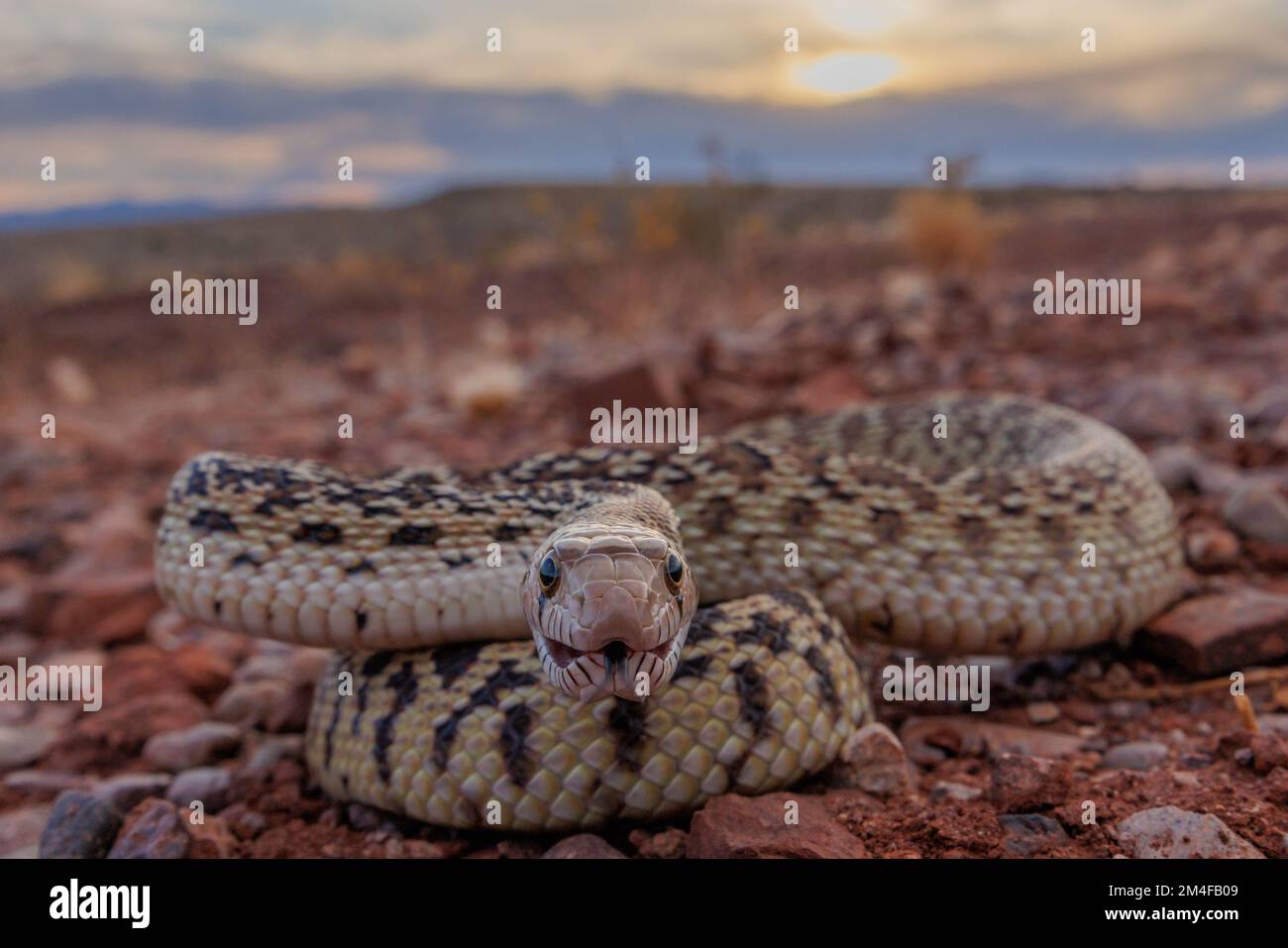 Serpente Gopher Di Sonora