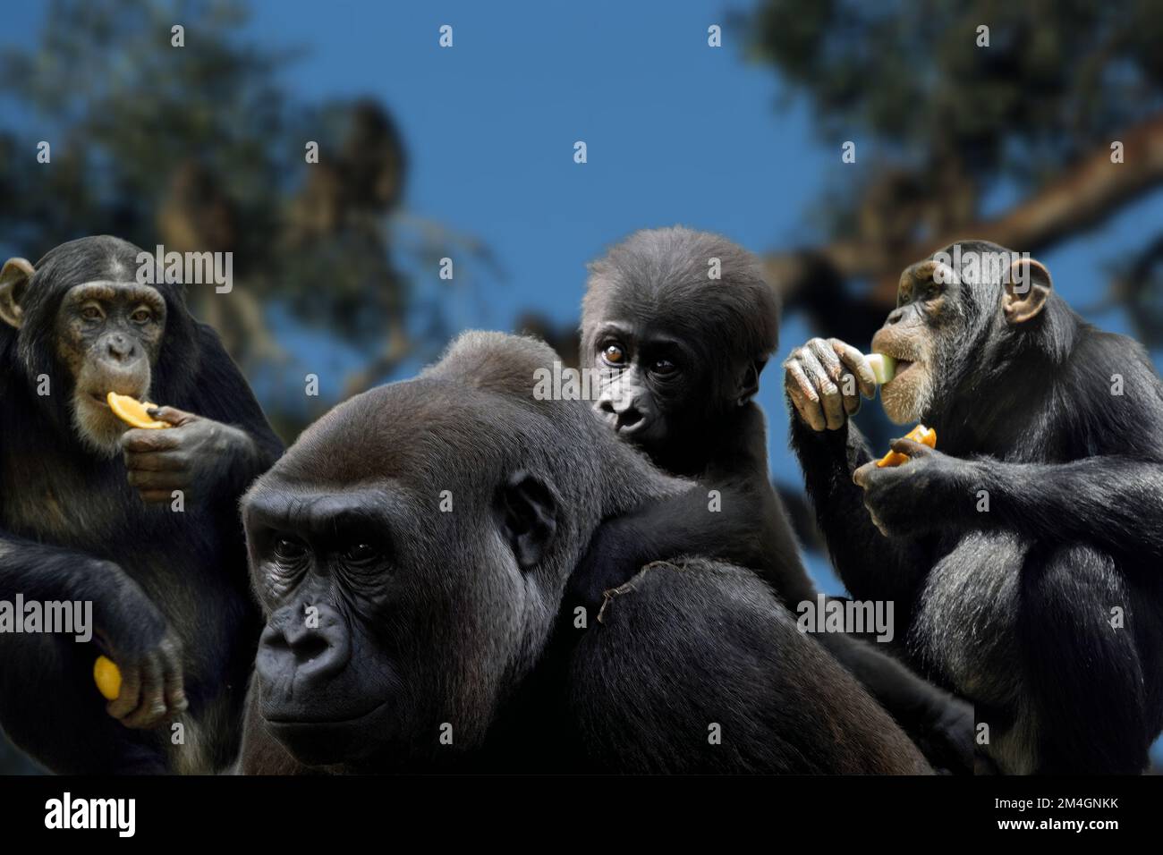 Specie di scimmie immagini e fotografie stock ad alta risoluzione - Alamy