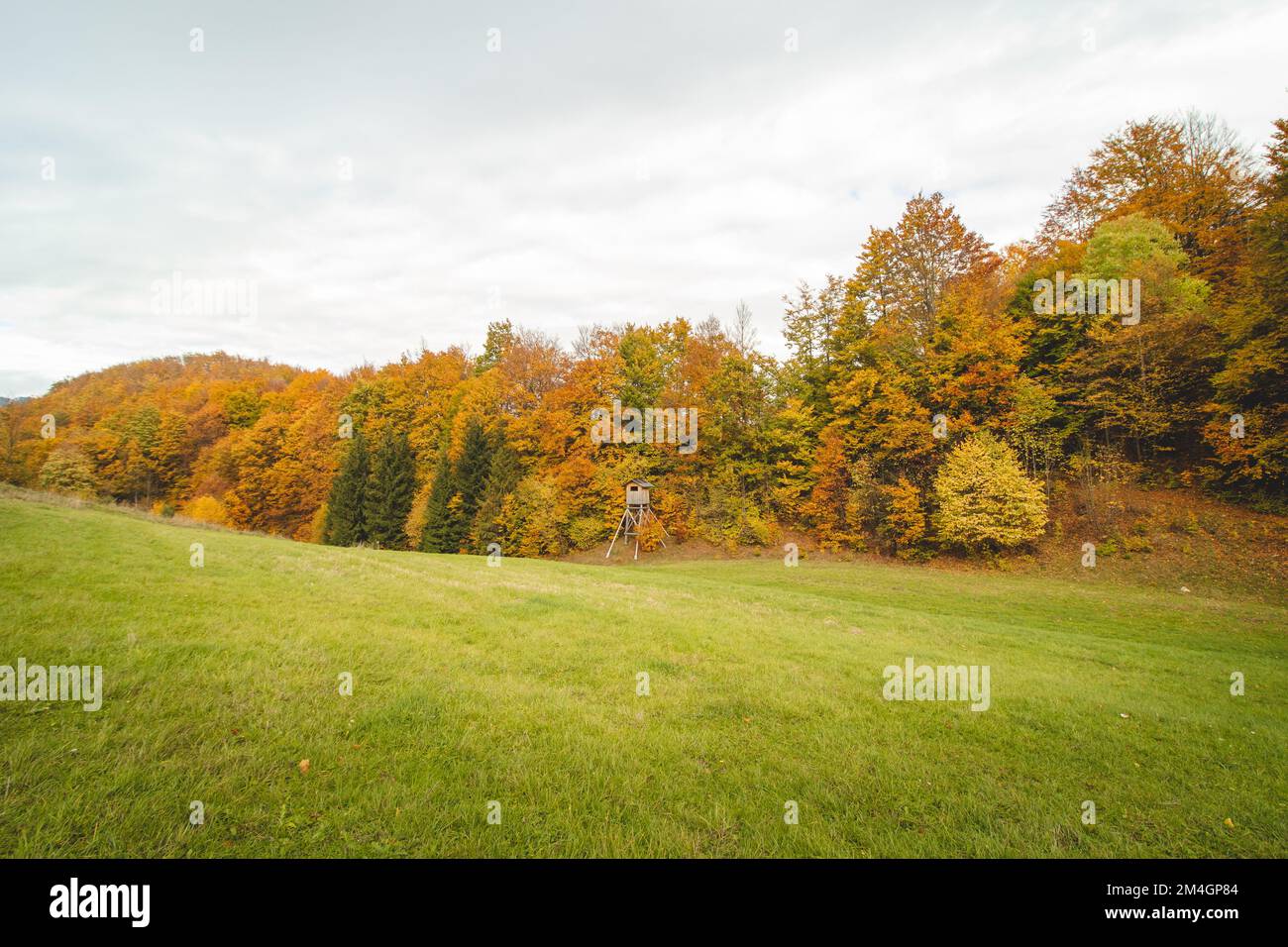 Splendida e colorata foresta autunnale con un posto a sedere per la ...