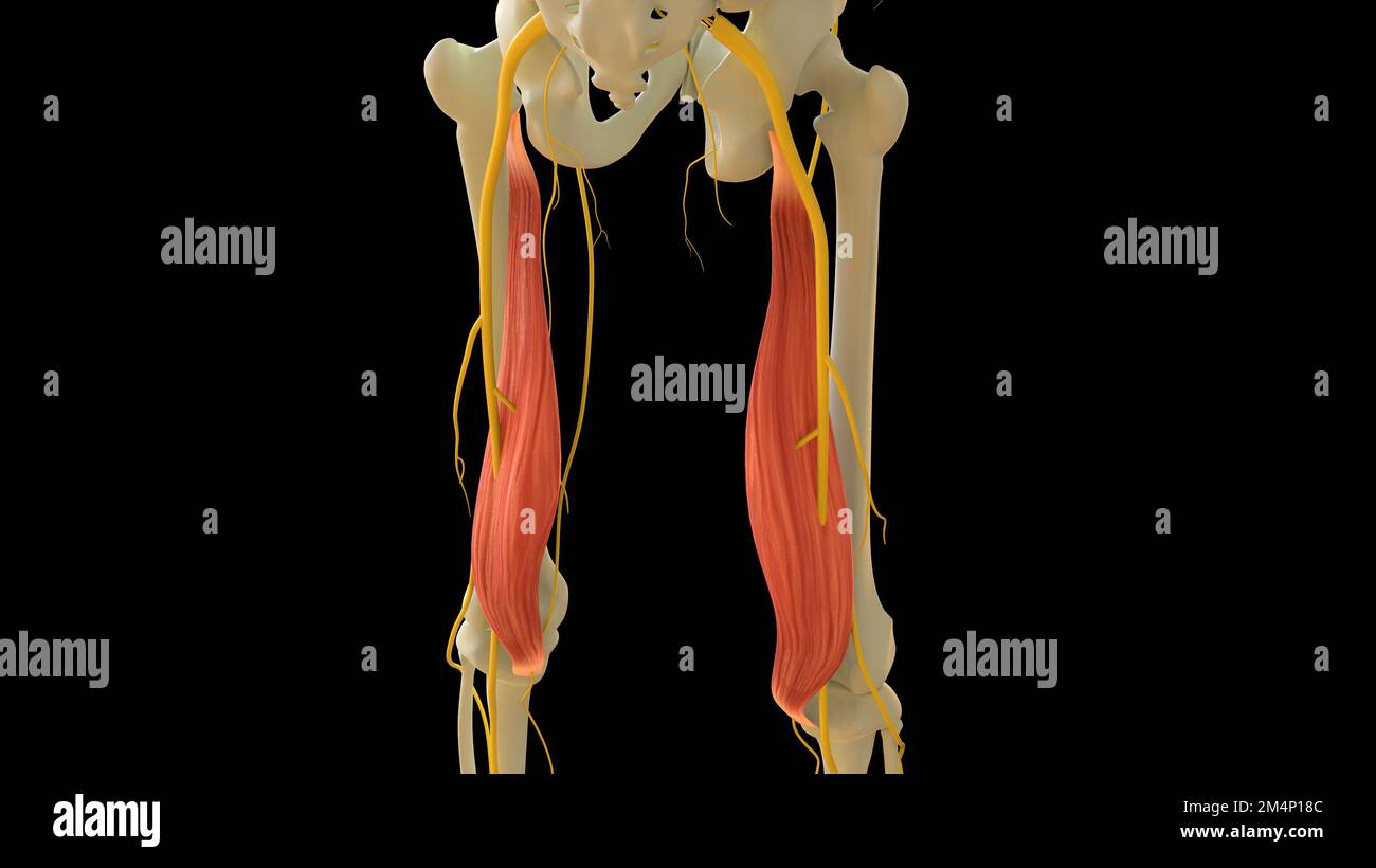 Músculo psoas anatomía immagini e fotografie stock ad alta risoluzione ...