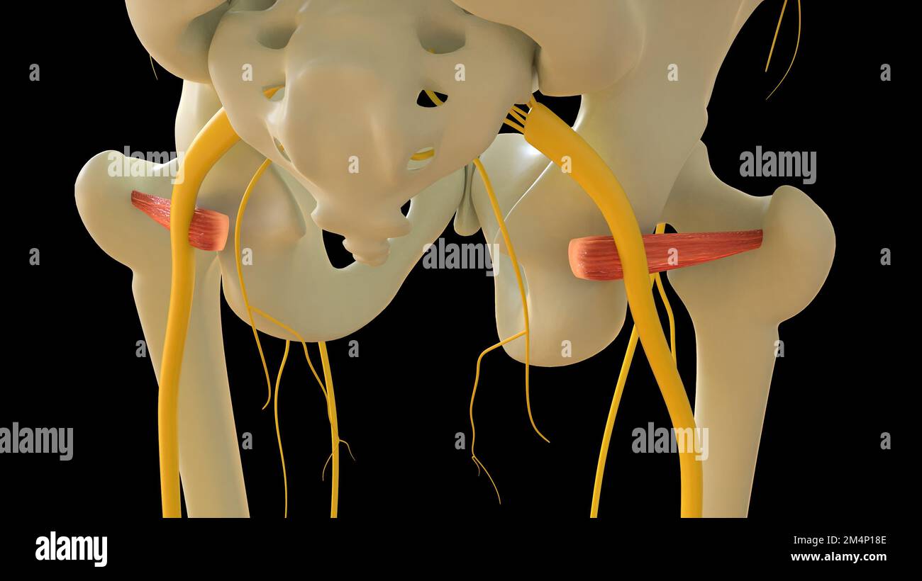 Músculos del miembro superior anatomía immagini e fotografie stock ad ...