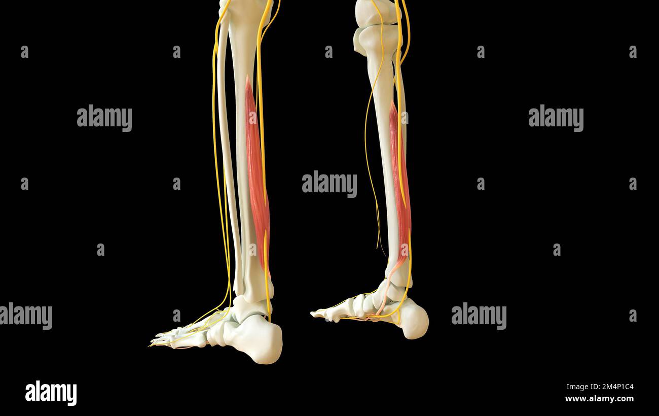 Extensor digitorum longus lateralis immagini e fotografie stock ad alta ...