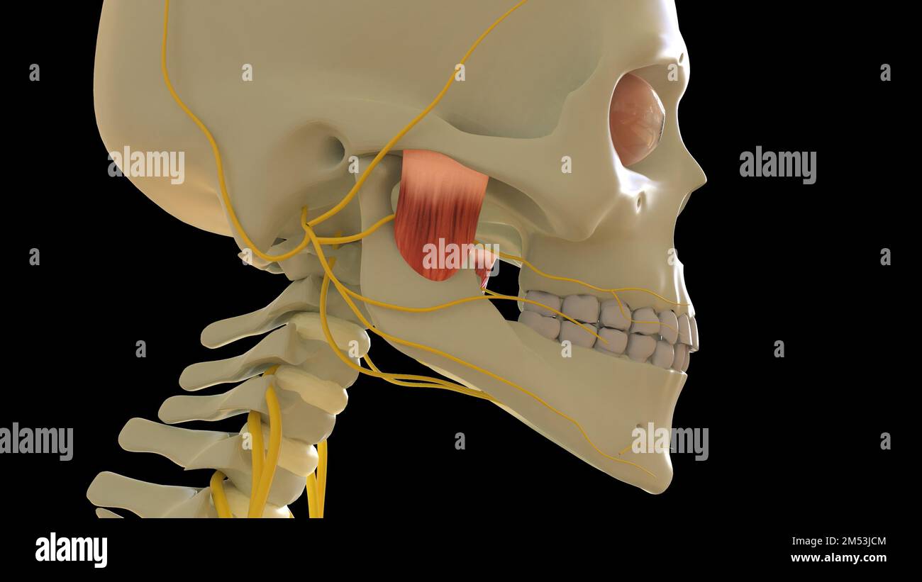 Massetere superficiale immagini e fotografie stock ad alta risoluzione ...