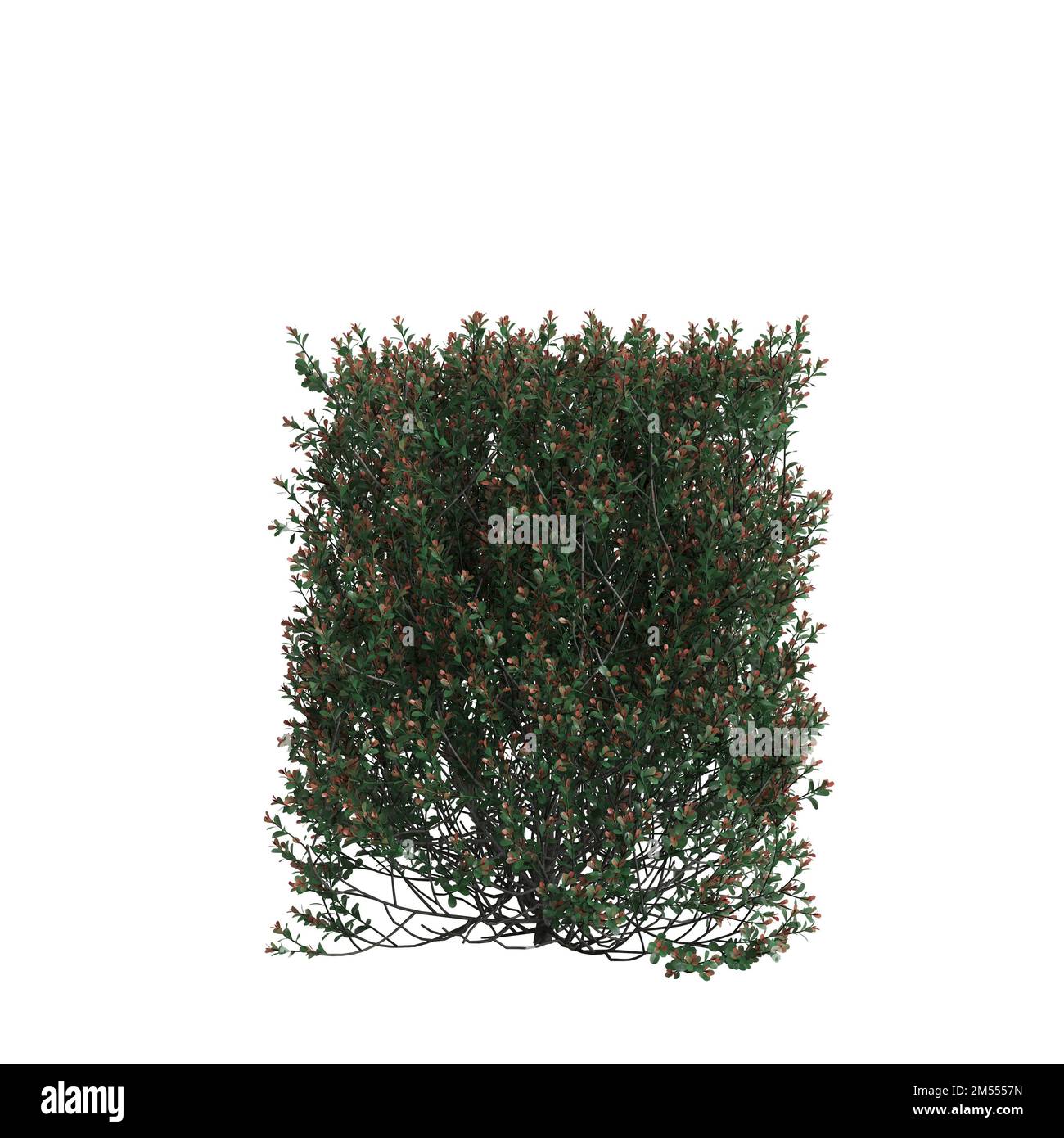 Siepe a secco Immagini senza sfondo e Foto Stock ritagliate - Alamy