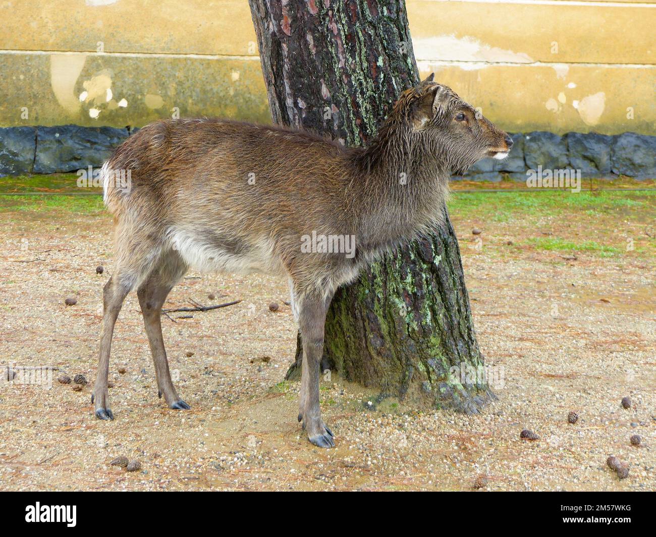 Parco di nara koen immagini e fotografie stock ad alta risoluzione - Alamy