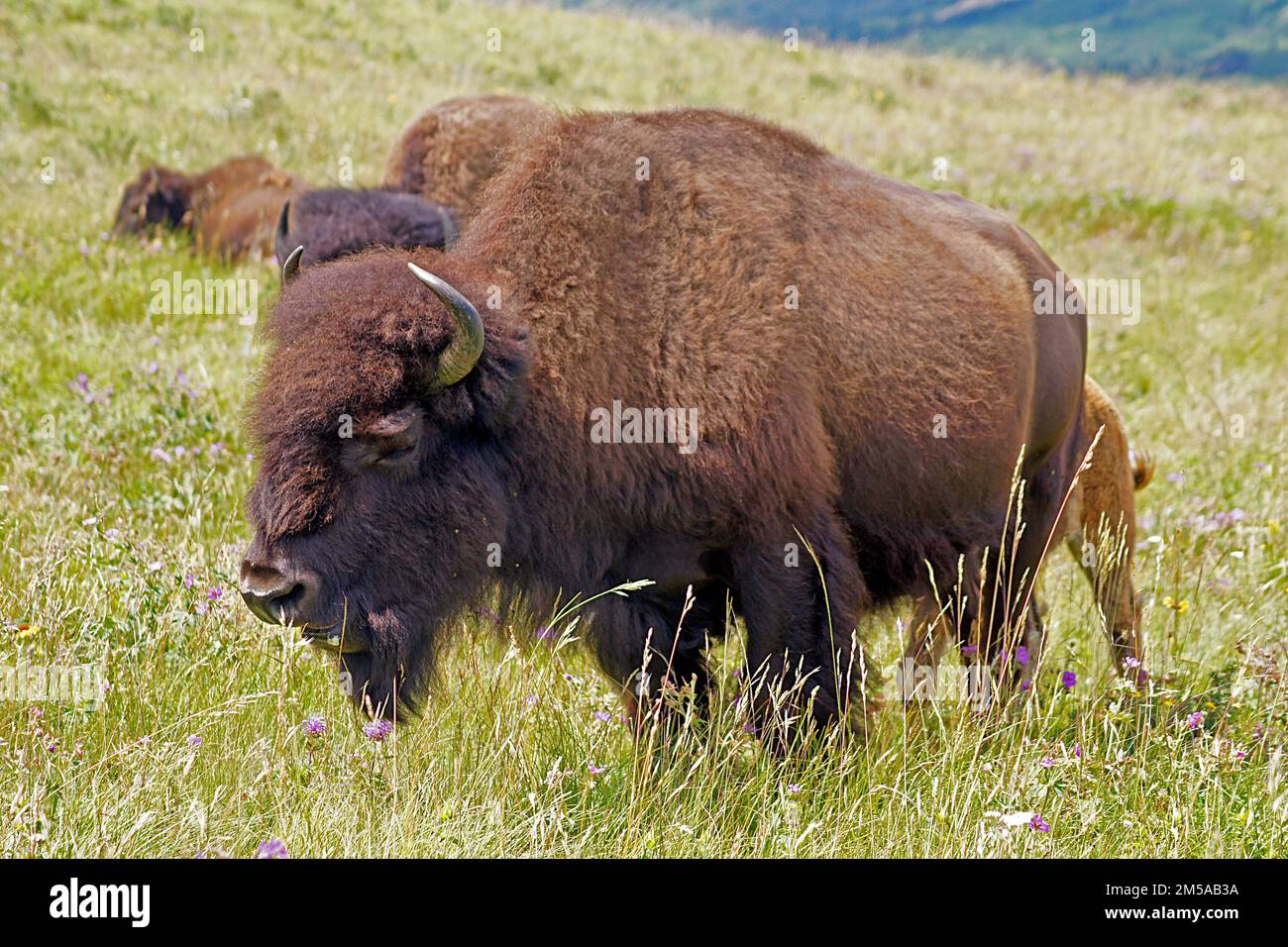 Bisonte paddock waterton immagini e fotografie stock ad alta risoluzione - Alamy