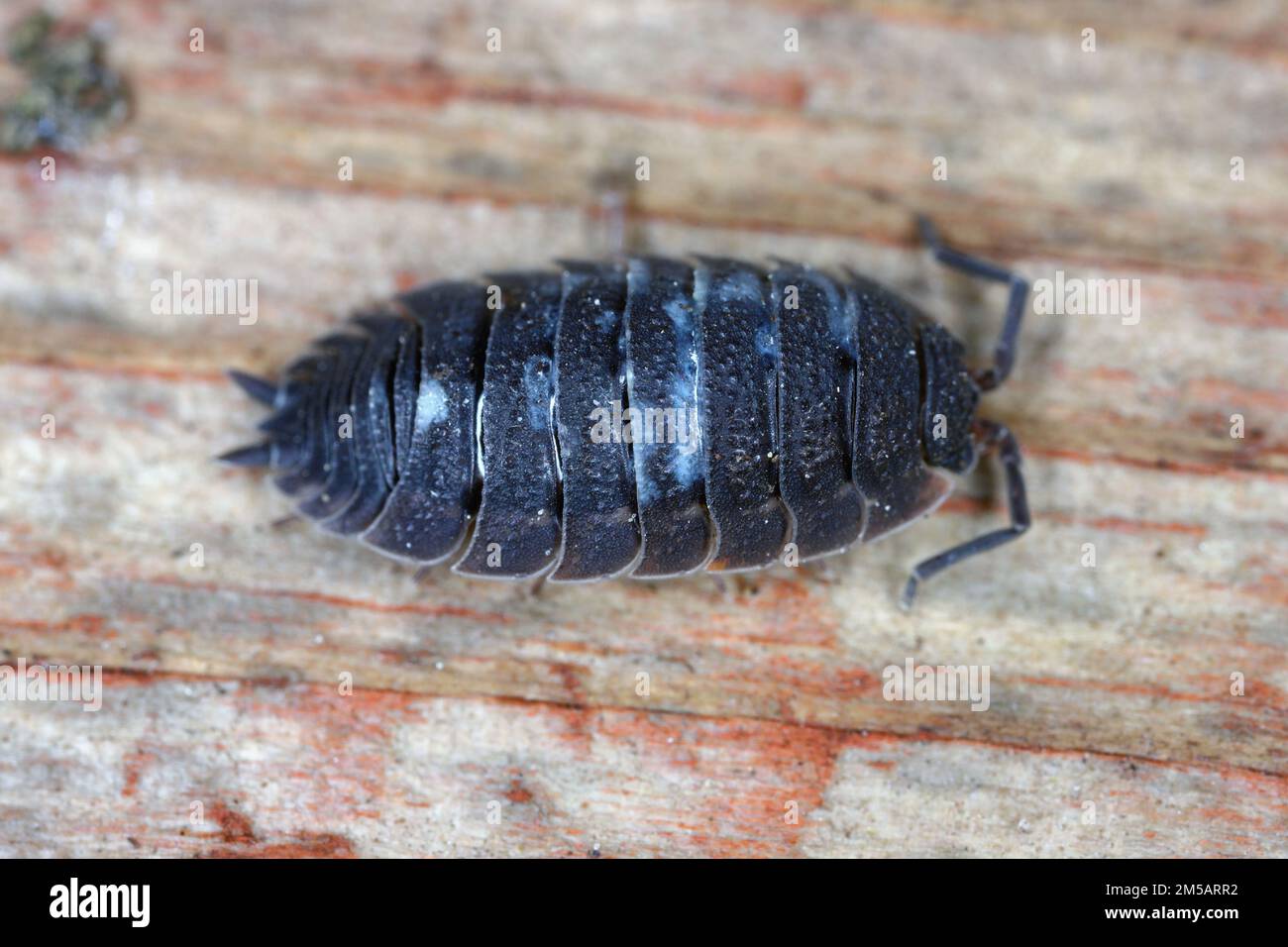 Crostaceo terrestre di isopodi immagini e fotografie stock ad alta ...