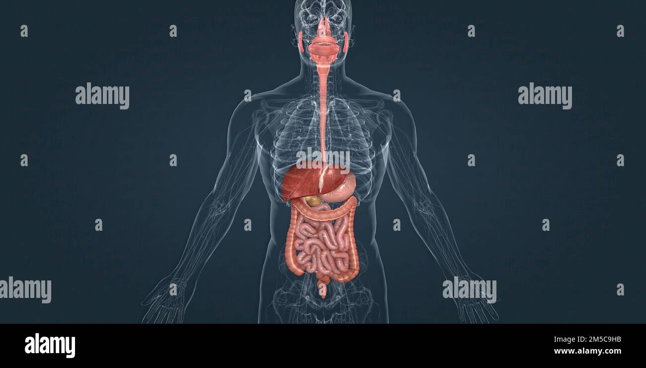 Gi tract immagini e fotografie stock ad alta risoluzione - Alamy