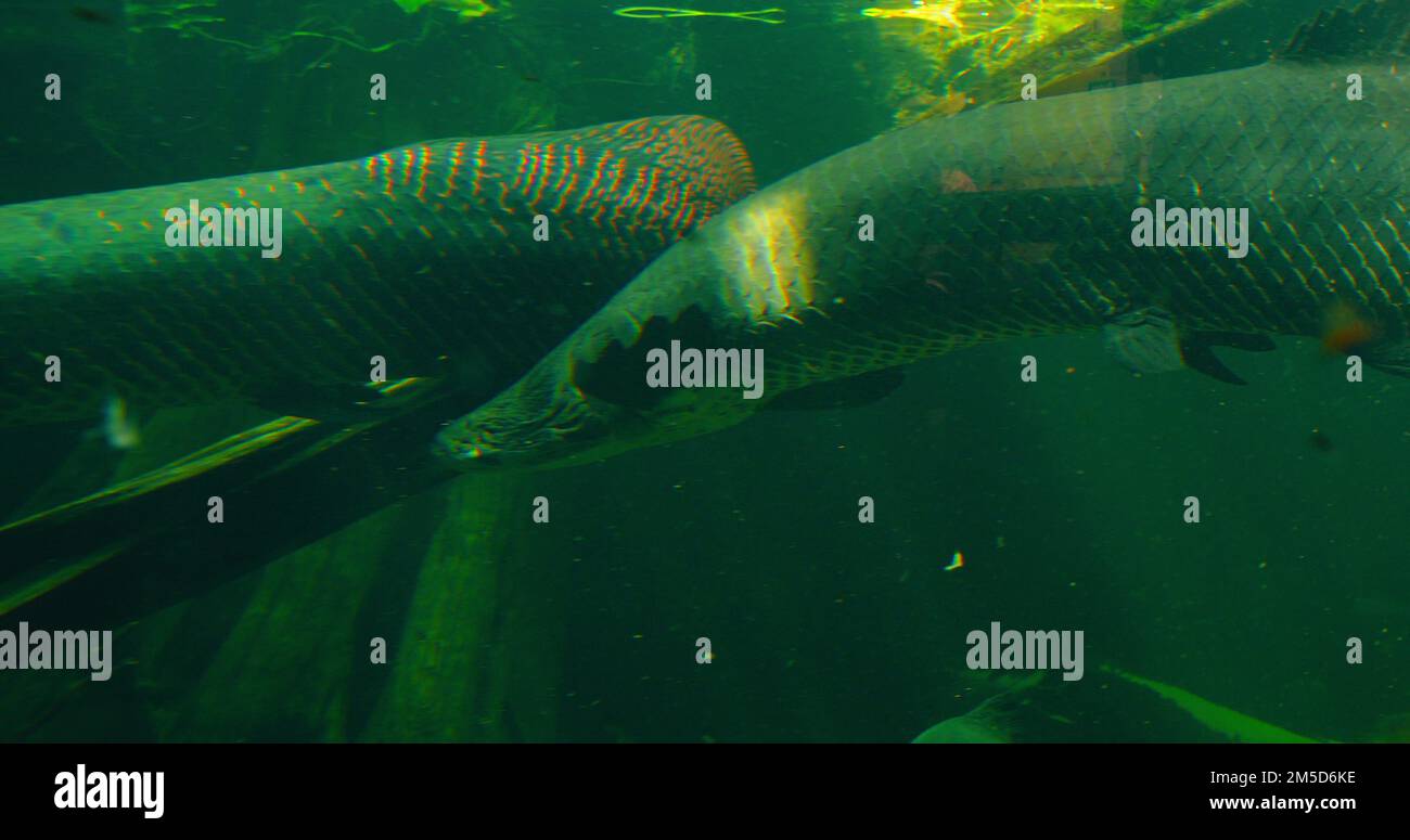 Arapaima gigas o pirarucu pesce nuoto in stagno. È carnivoro nativo del ...