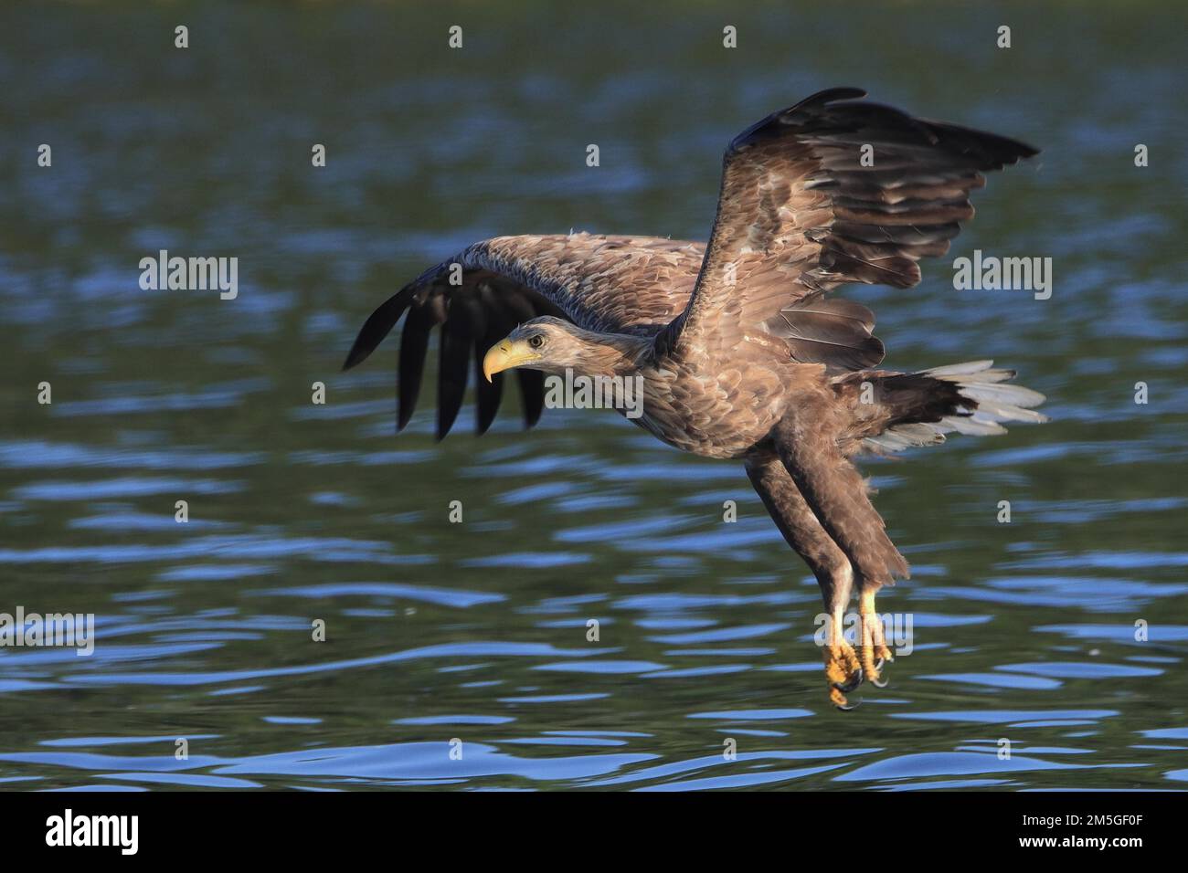 Un'aquila dalla coda bianca (Haliaeetus albicilla) scivola giù verso la ...