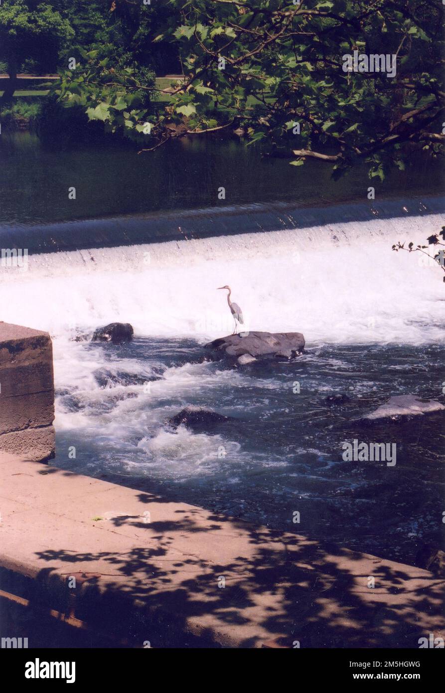 Brandywine Valley Scenic Byway - Heron al Brandywine River Park. Un ...