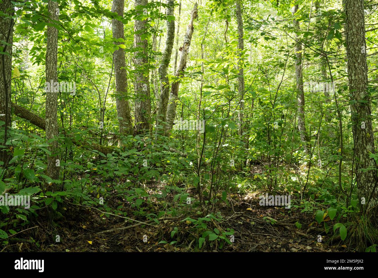 Ricca foresta paludosa immagini e fotografie stock ad alta risoluzione ...