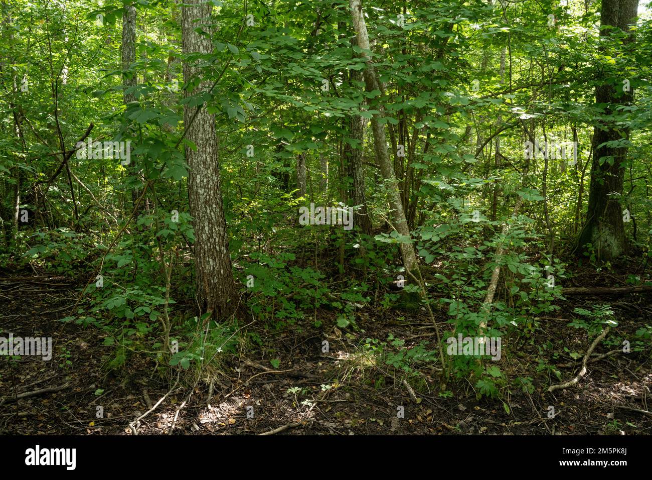 Ricca foresta paludosa immagini e fotografie stock ad alta risoluzione ...