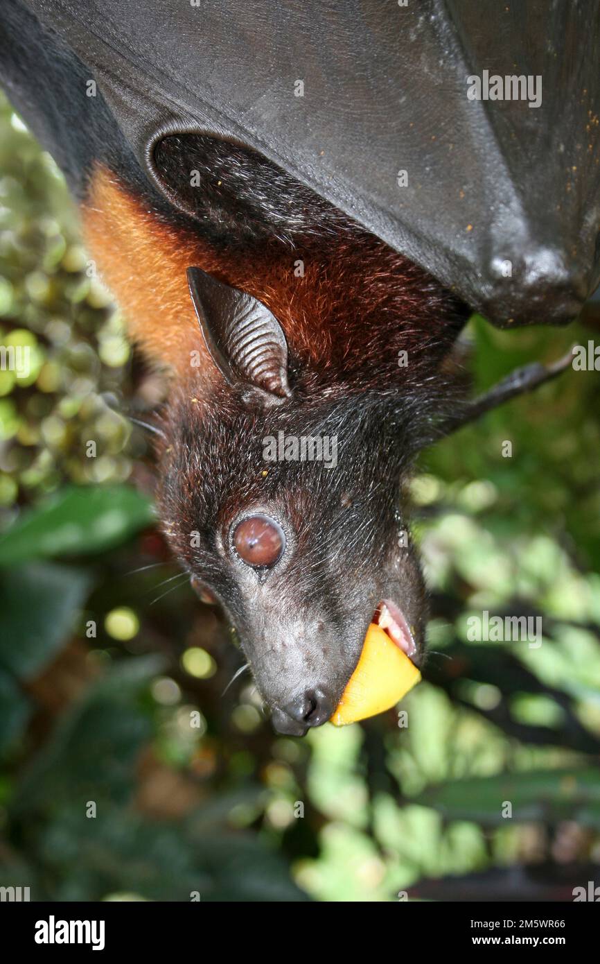 Flying fox bat face immagini e fotografie stock ad alta risoluzione - Alamy