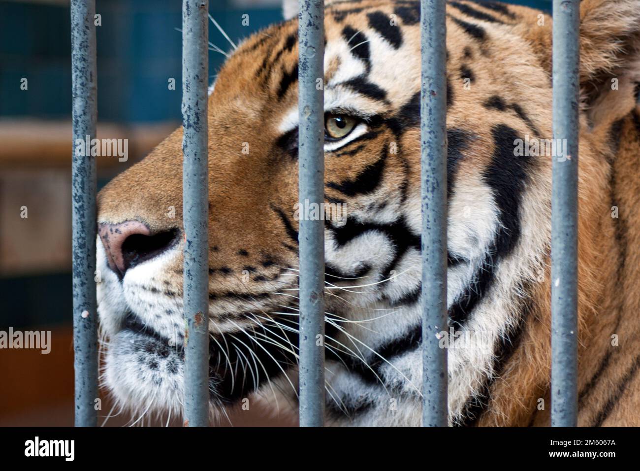 Animal species immagini e fotografie stock ad alta risoluzione - Alamy