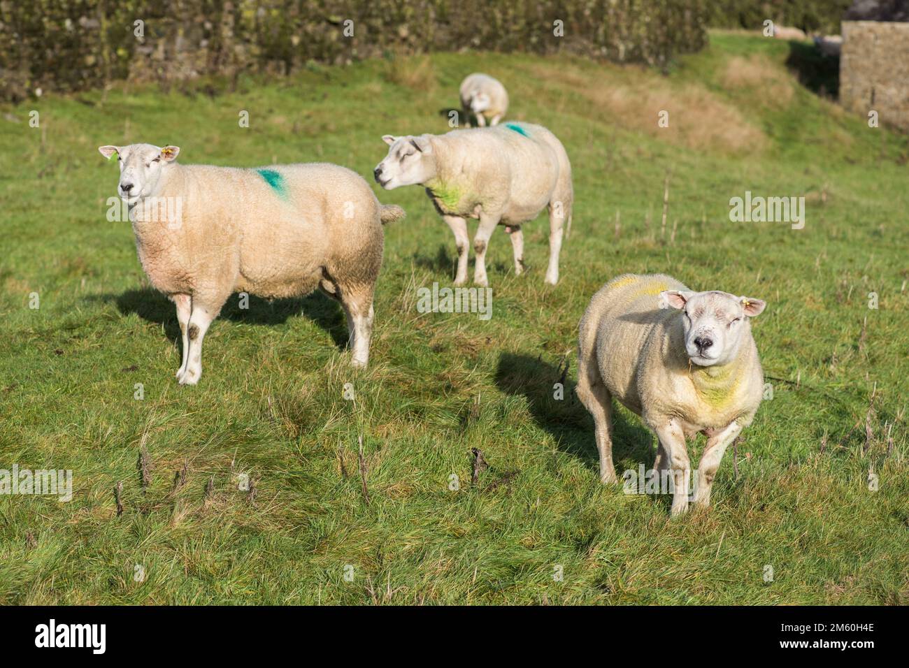 Allevamento di pecore nell'orth yorkshire immagini e fotografie stock ...