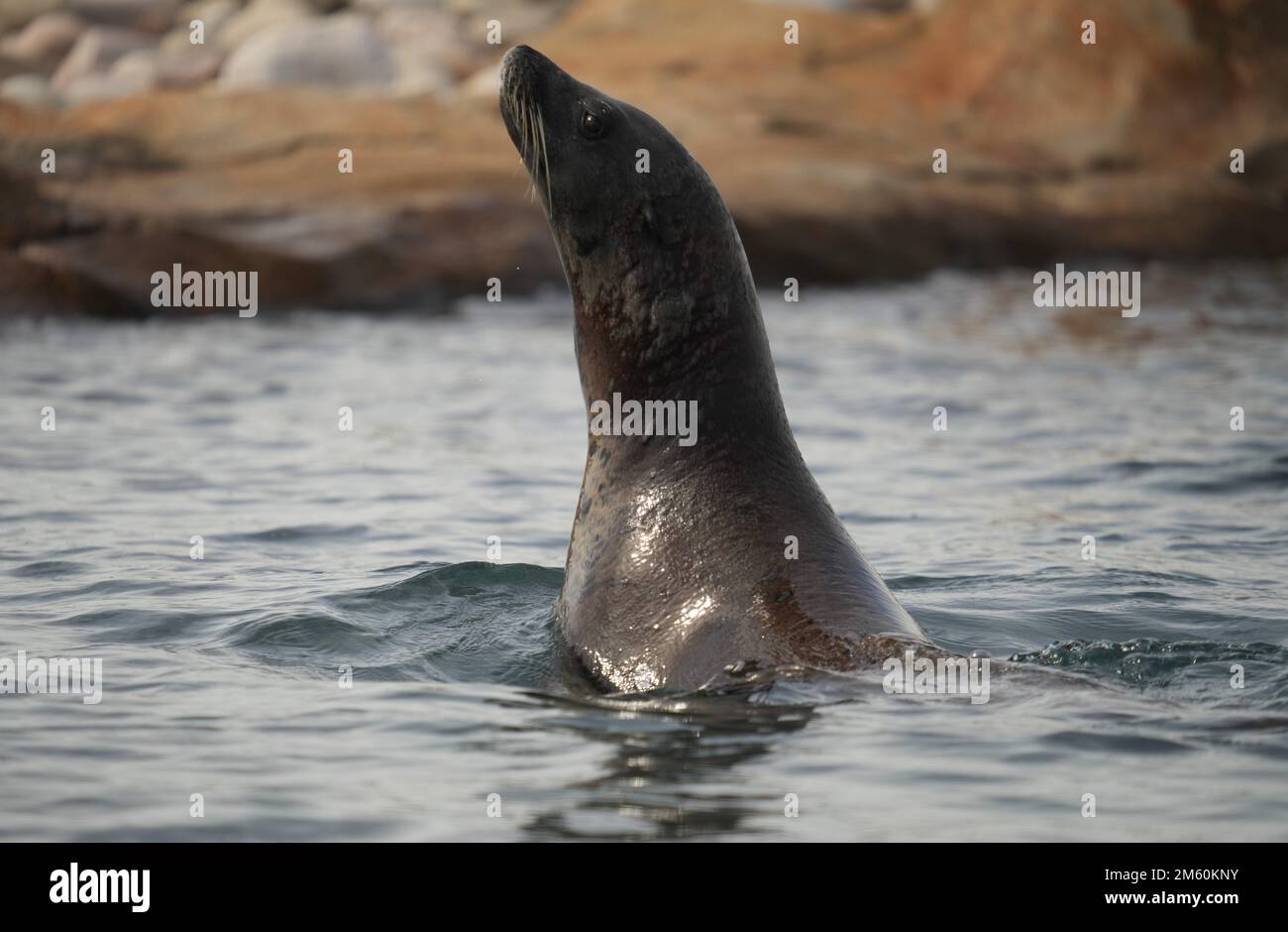 Fauna selvatica della bretagna immagini e fotografie stock ad alta ...